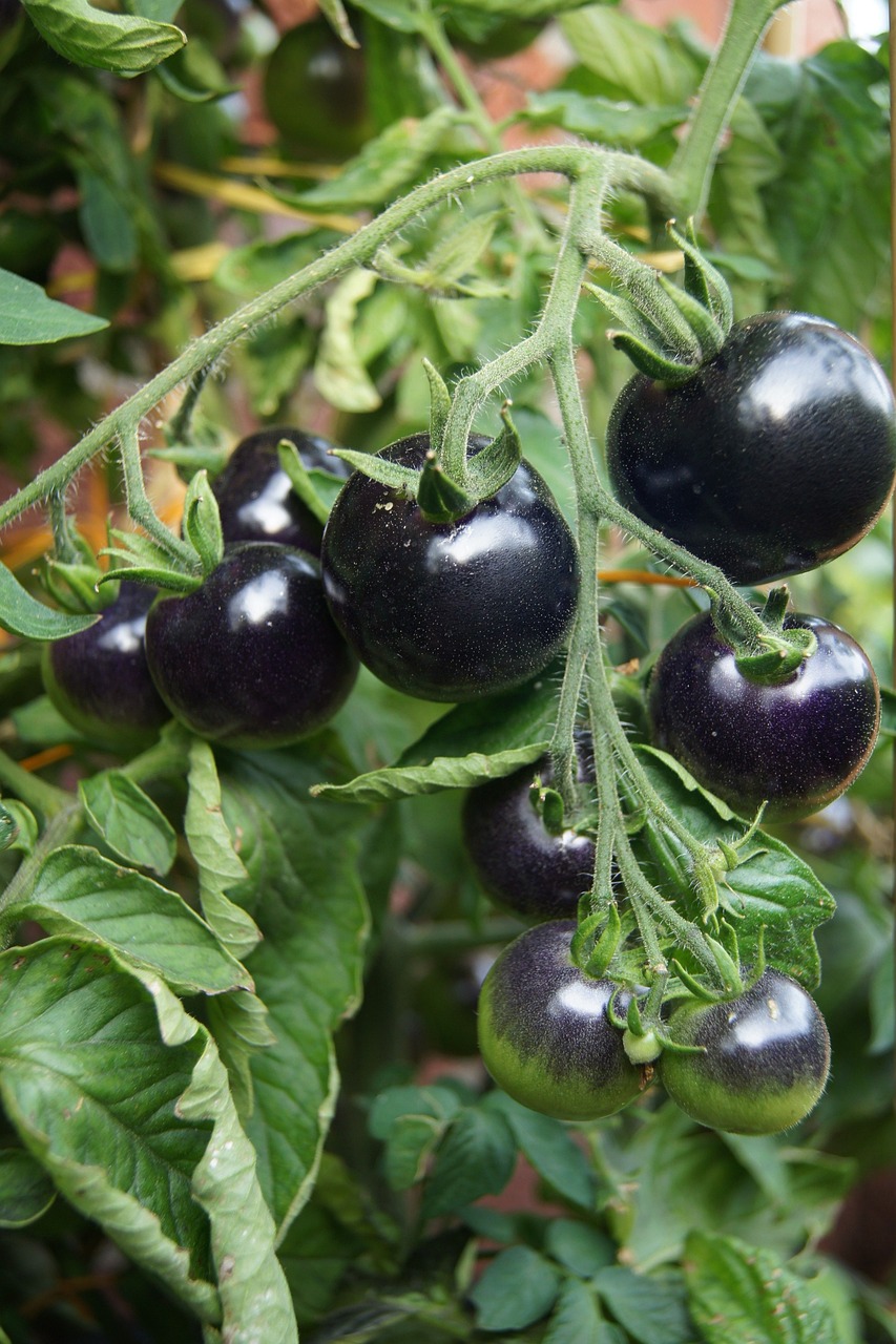 Stilvolle Kleine Schwarze Fliegen An Tomaten Bekampfen Fotos